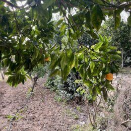 Exploring Buskett Gardens: 7 Reasons to Visit Now